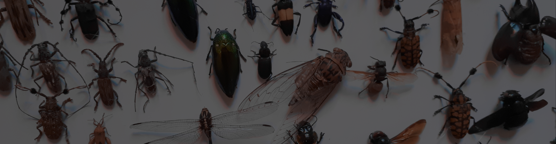 Control de insectos voladores - TControl Control de Plagas Jerez