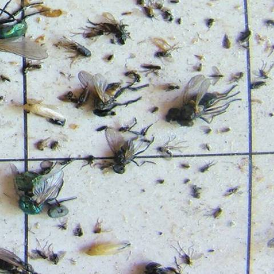 Control de insectos voladores - TControl Control de Plagas Jerez